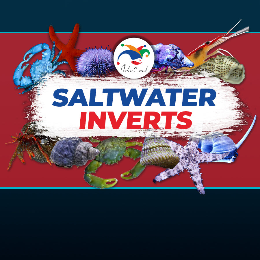 Invertebrates for aquariums (en)-Inverts-Joker Corals