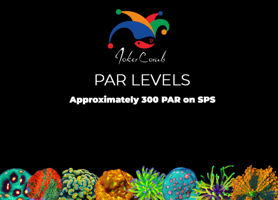 Joker Corals. Joker Coral High End SPS, LPS, Zoanthids and Mushrooms.